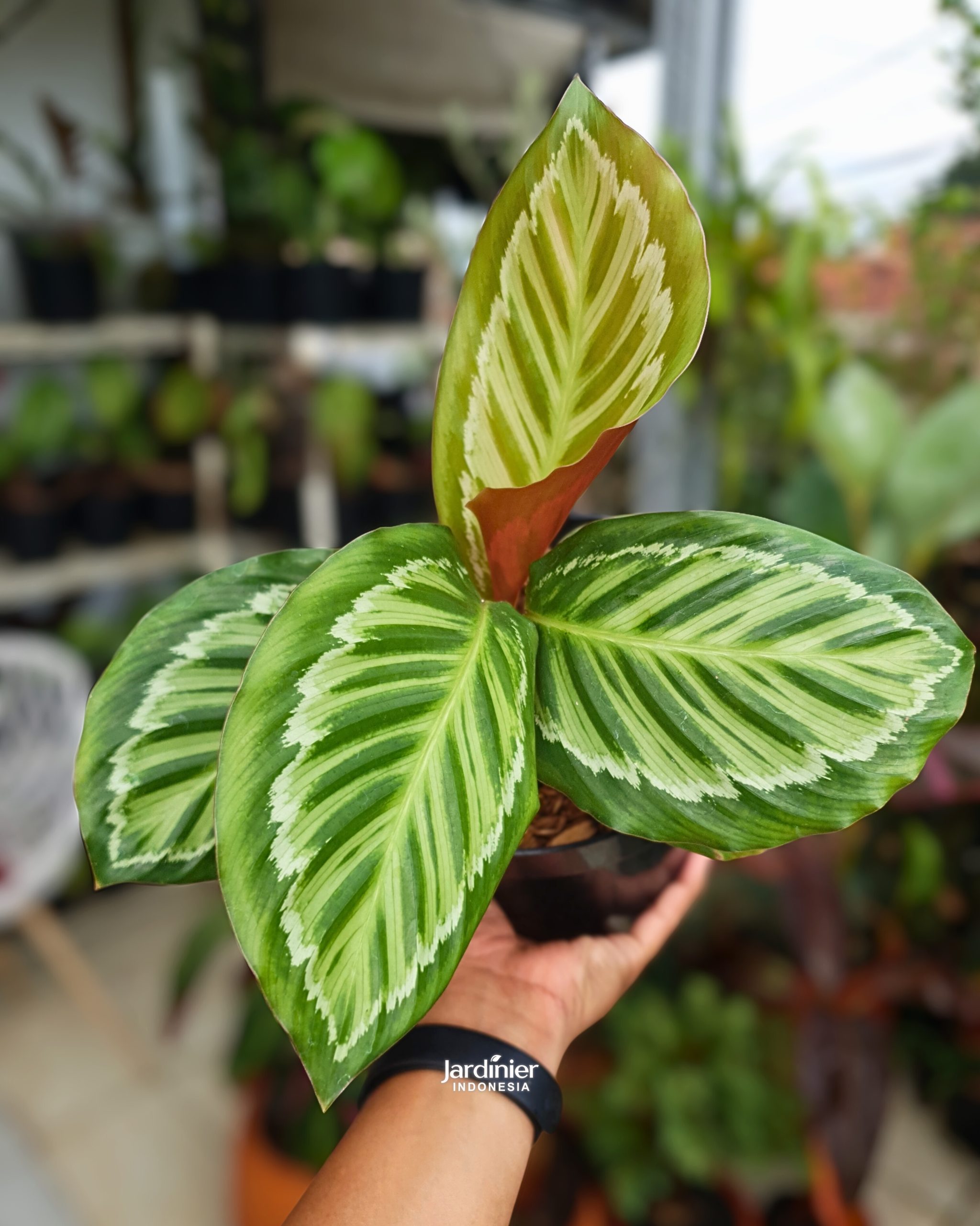 Calathea Flamestar x Green Stem #RealPic 311611 | Jardinier Indonesia