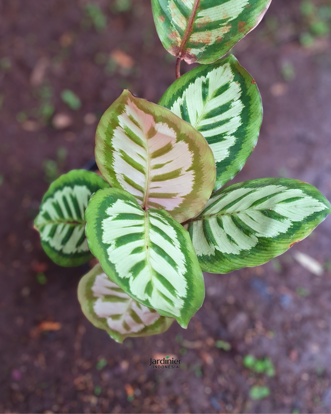 Calathea x Cora #RealPic 311005 – Jardinier Indonesia
