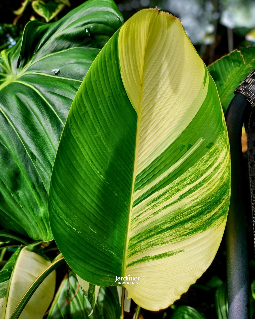 Calathea Lutea Variegata – Jardinier Indonesia